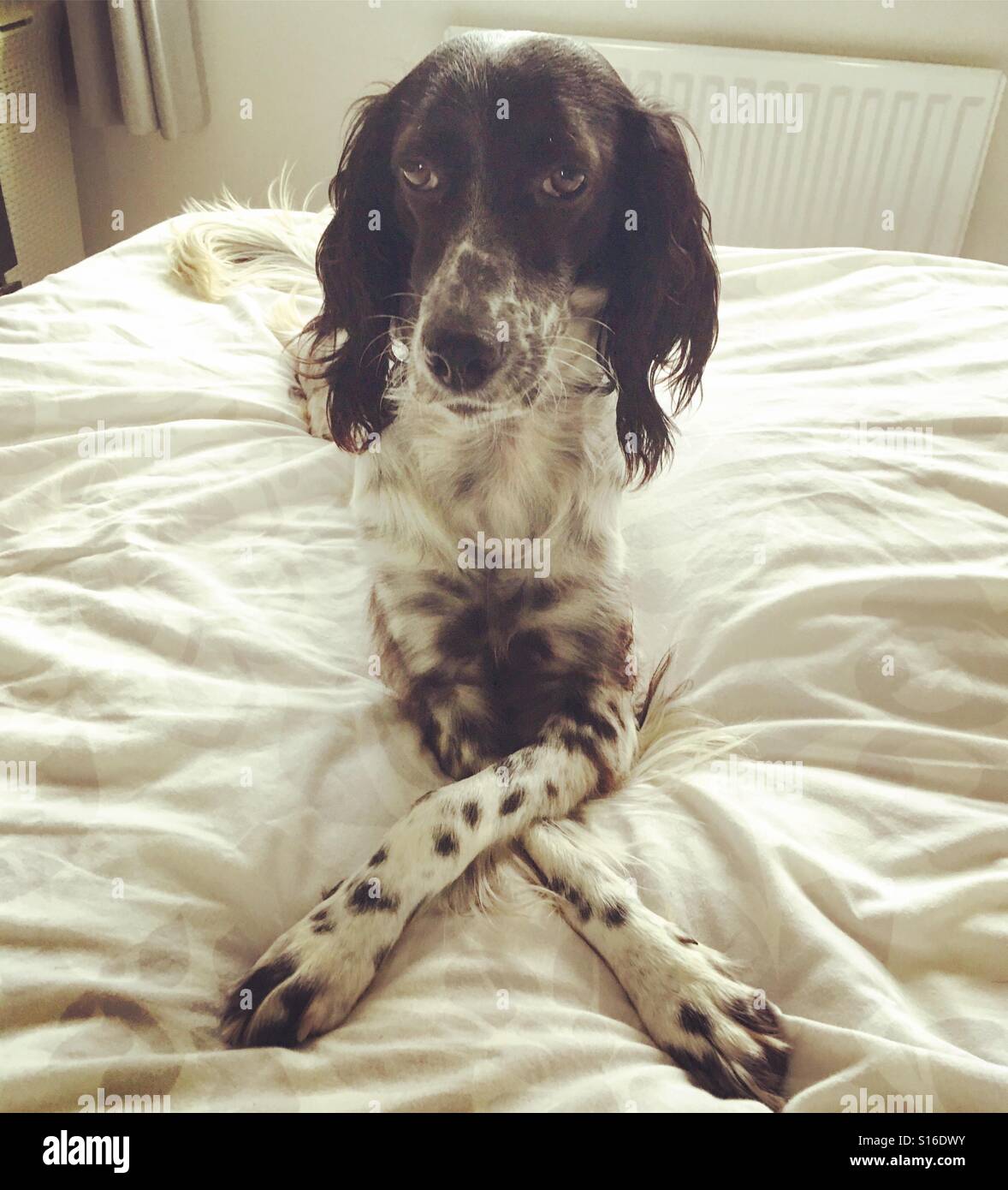 Chilled out dog hi-res stock photography and images - Alamy