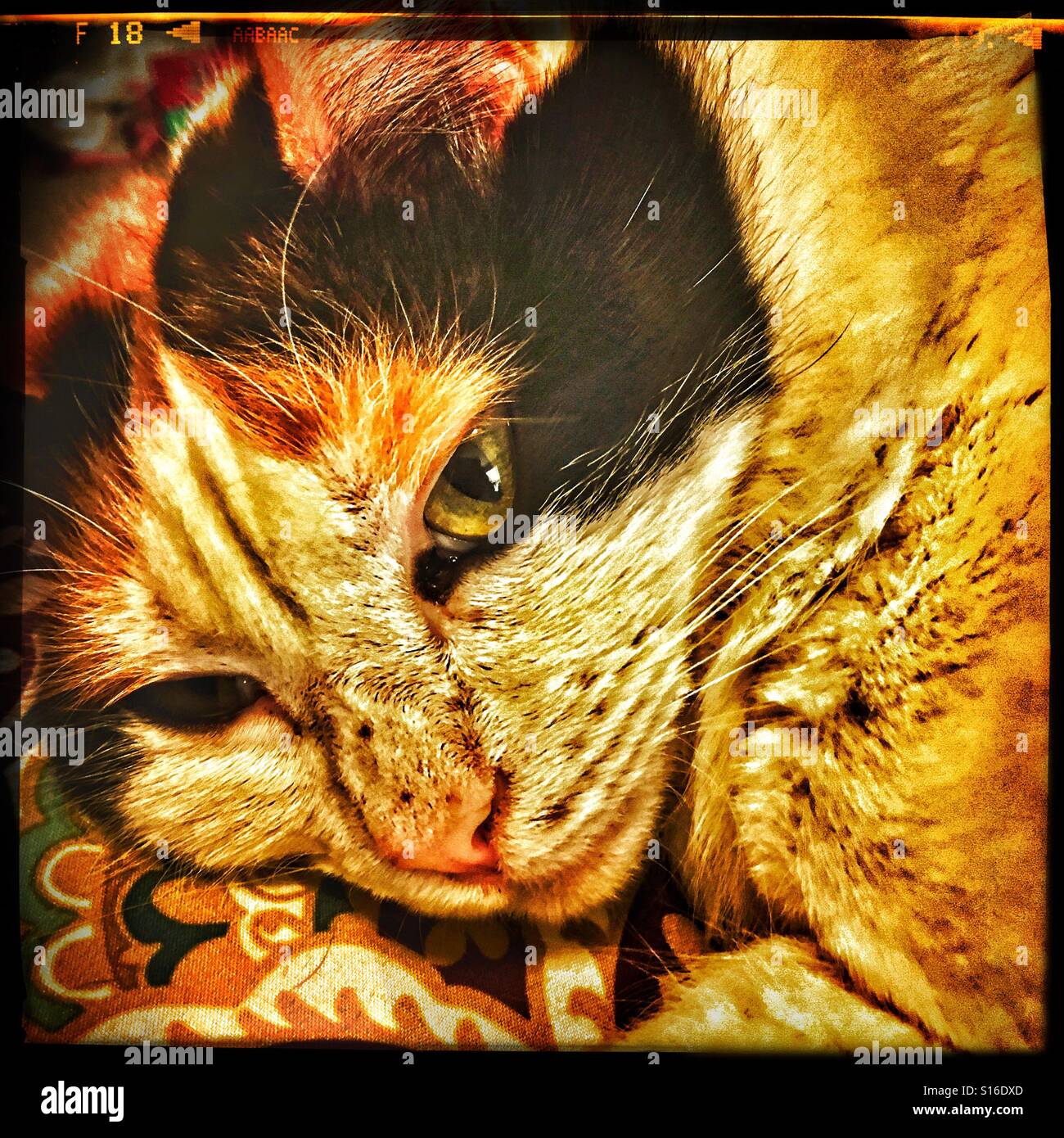 Calico cat face Stock Photo - Alamy