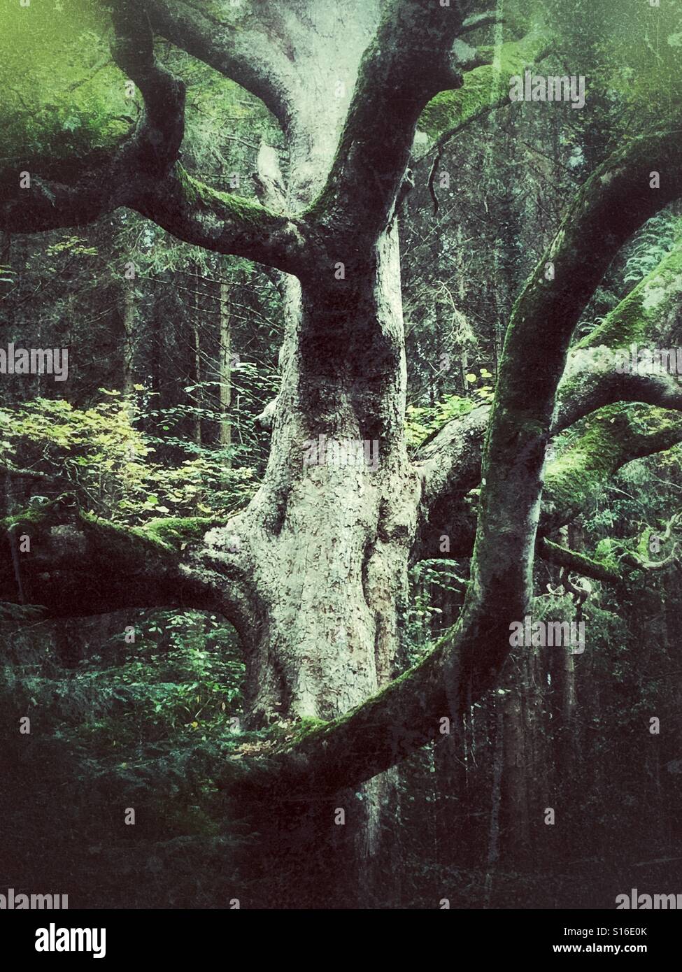 Spooky tree branch hi-res stock photography and images - Alamy