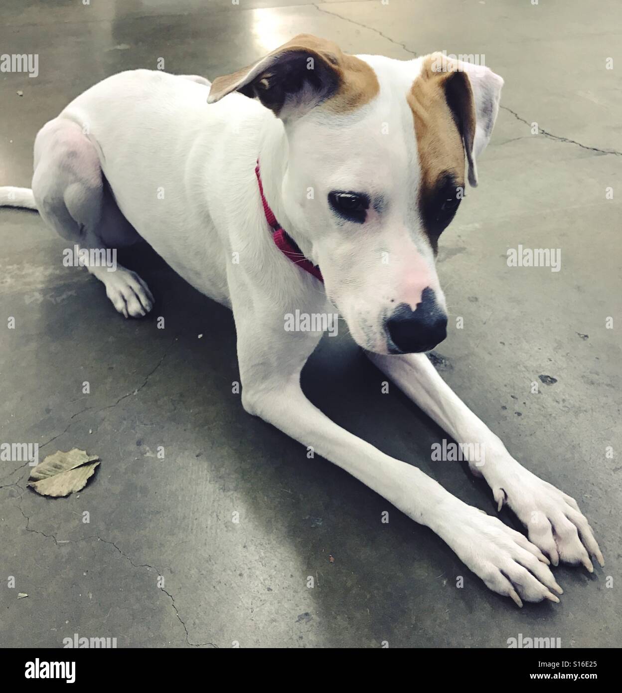 Dog with long legs hi-res stock photography and images - Alamy