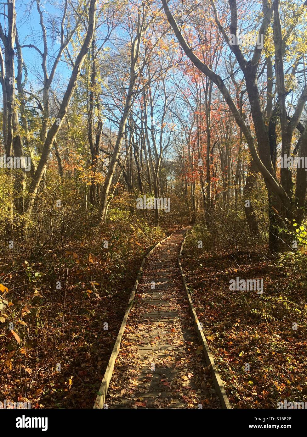 Walk in the woods in Fall Stock Photo - Alamy