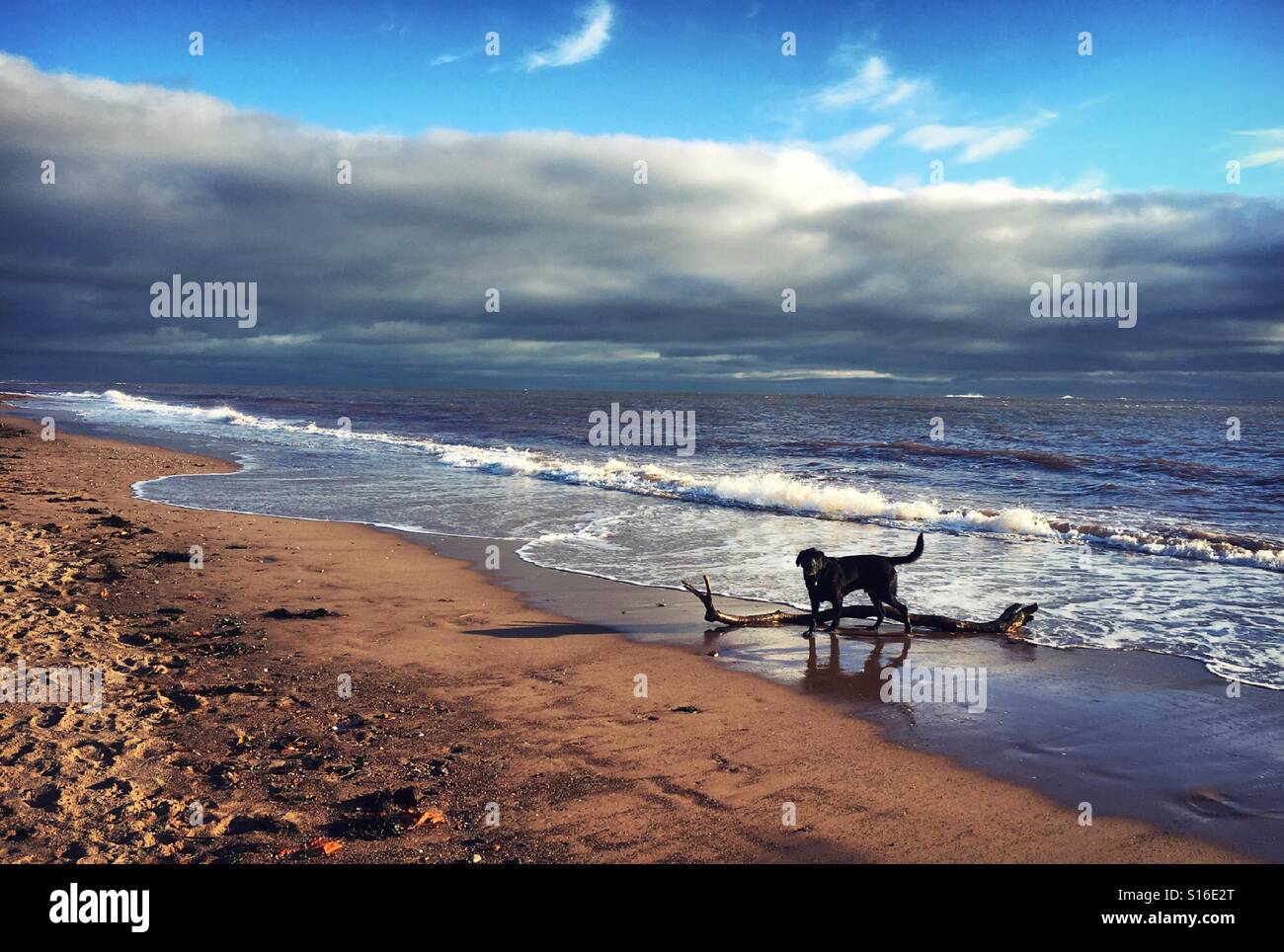 Labrador dog stick on beach hi-res stock photography and images - Alamy