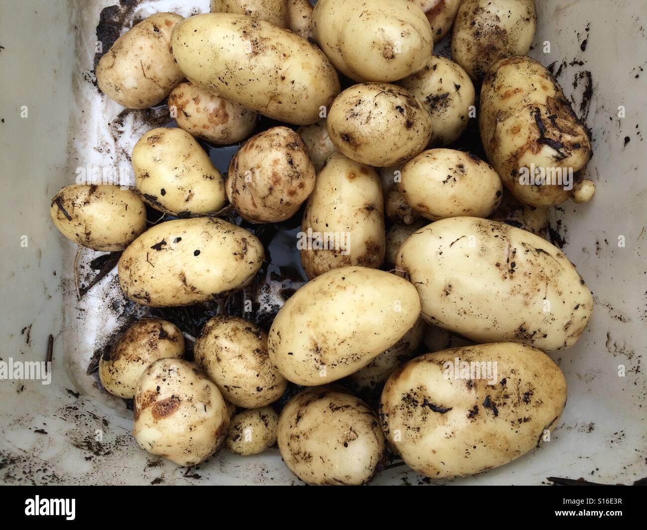 Starchy Potatoes High Resolution Stock Photography and Images - Alamy