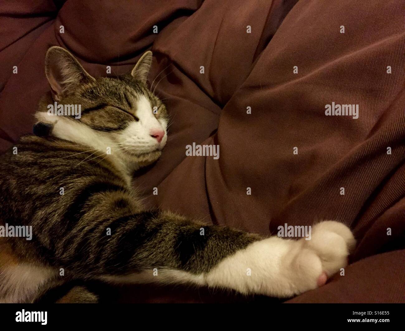 Lazy cat hi-res stock photography and images - Alamy