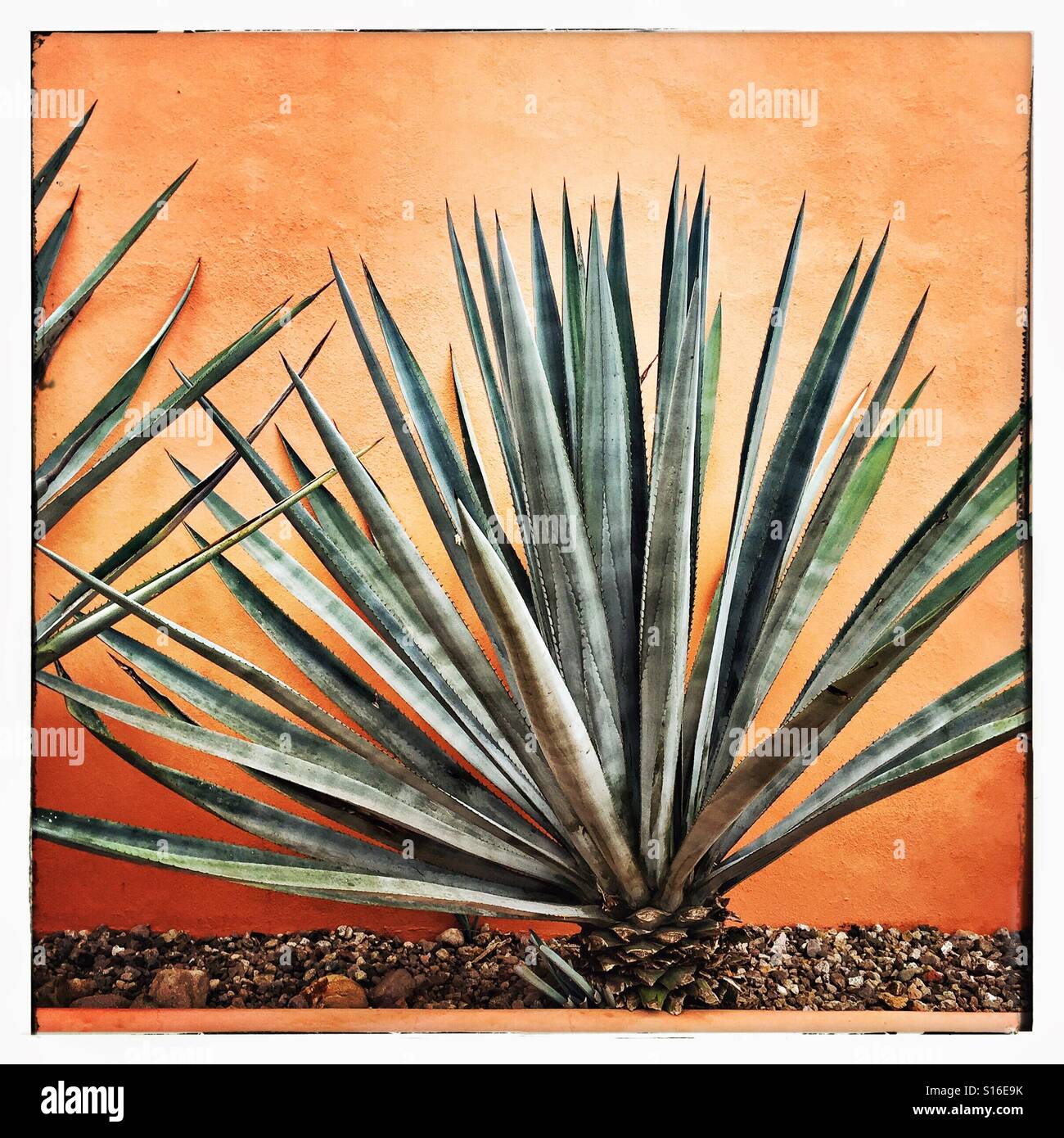 Agave plant mexico hi-res stock photography and images - Alamy
