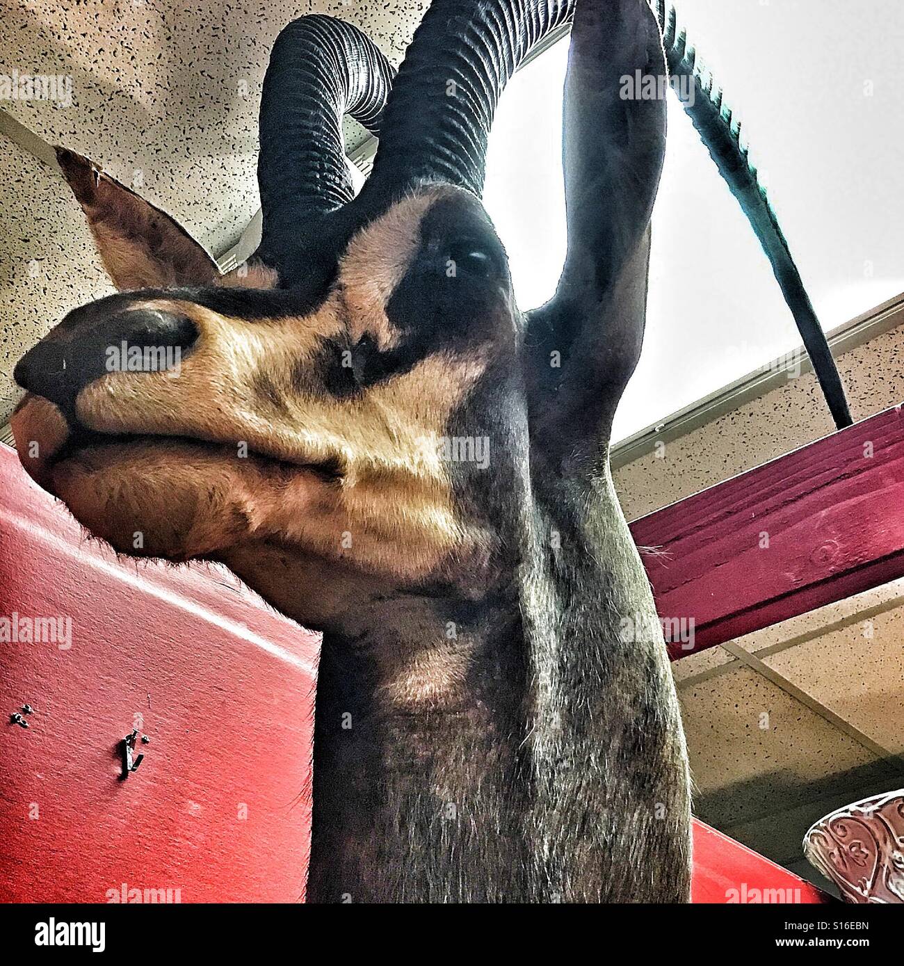 Taxidermy animals hi-res stock photography and images - Alamy