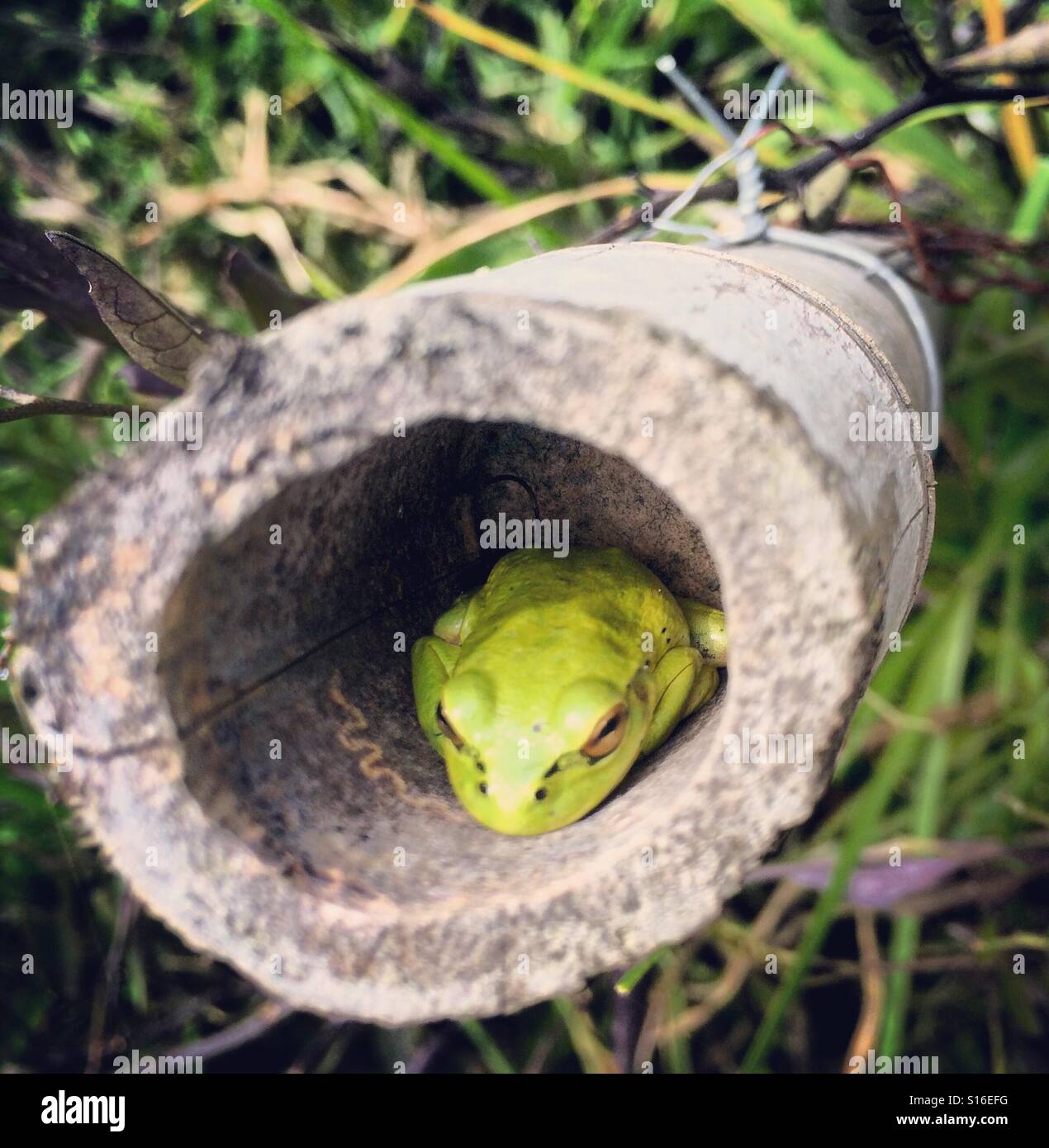 Hidden frog hi-res stock photography and images - Alamy