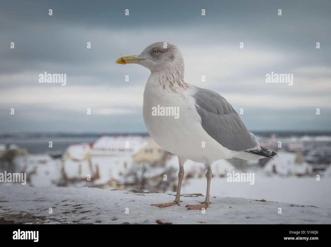 Old seagull hi-res stock photography and images - Alamy