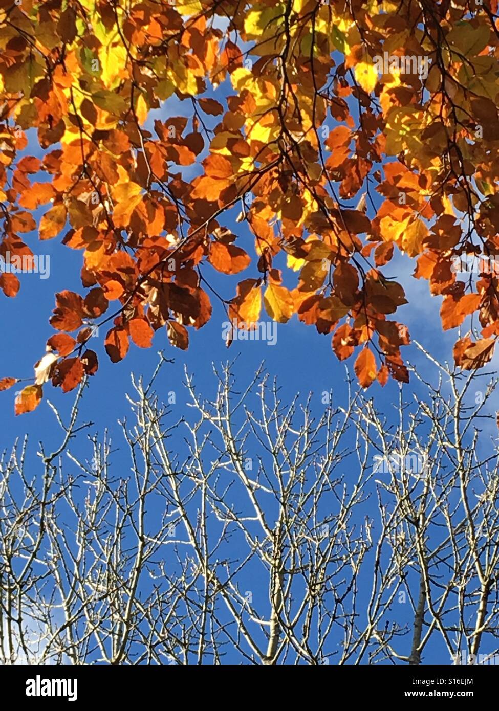 Fall Trees Reaching Stock Photo - Alamy