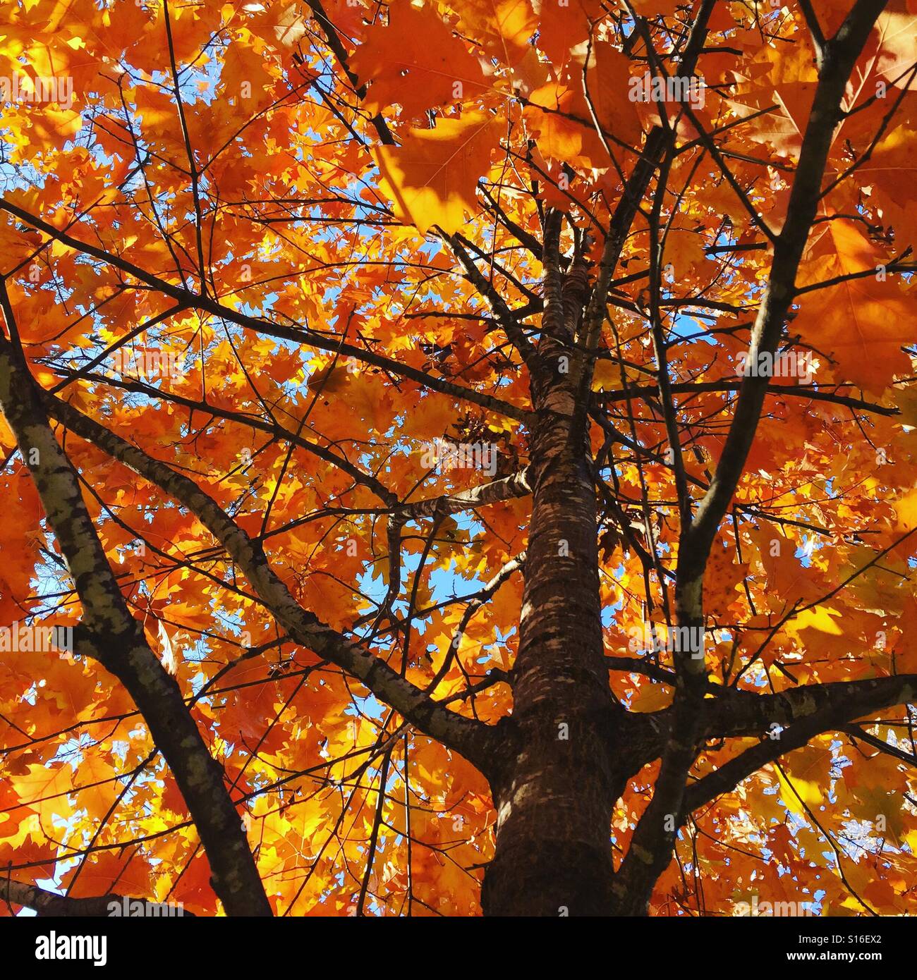 Under a maple tree by K.R Stock Photo - Alamy