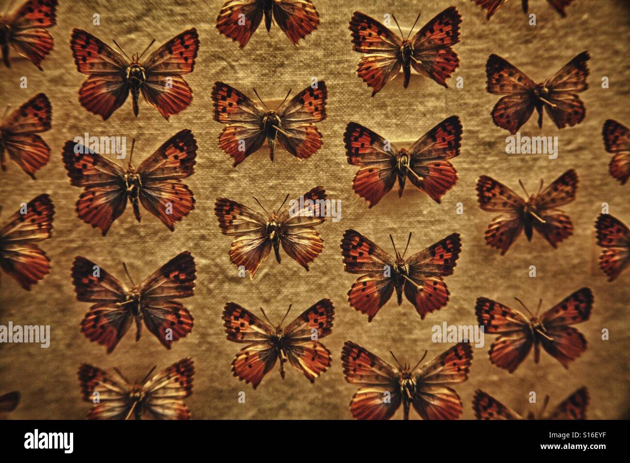 Pinned butterfly hi-res stock photography and images - Alamy