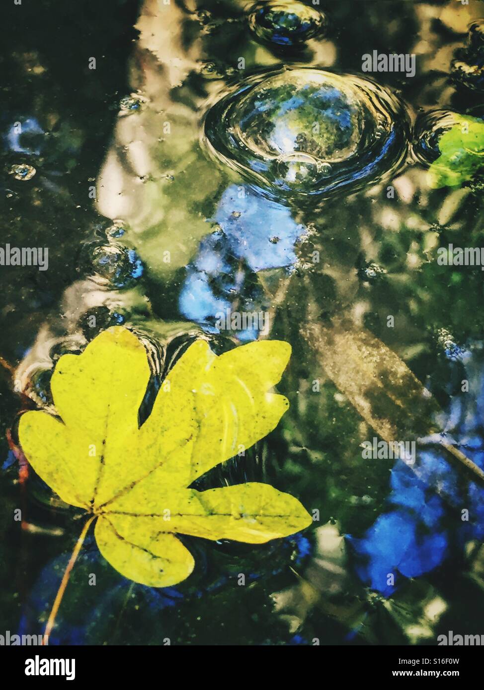 Floating leaf leaves hi-res stock photography and images - Alamy