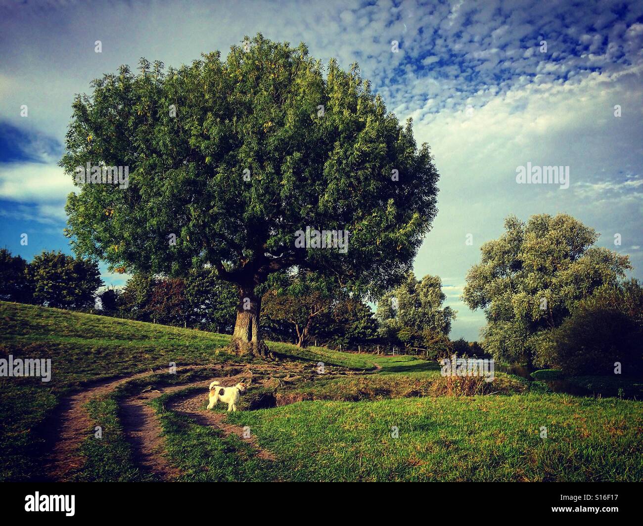 Dog by a tree on a path Stock Photo - Alamy