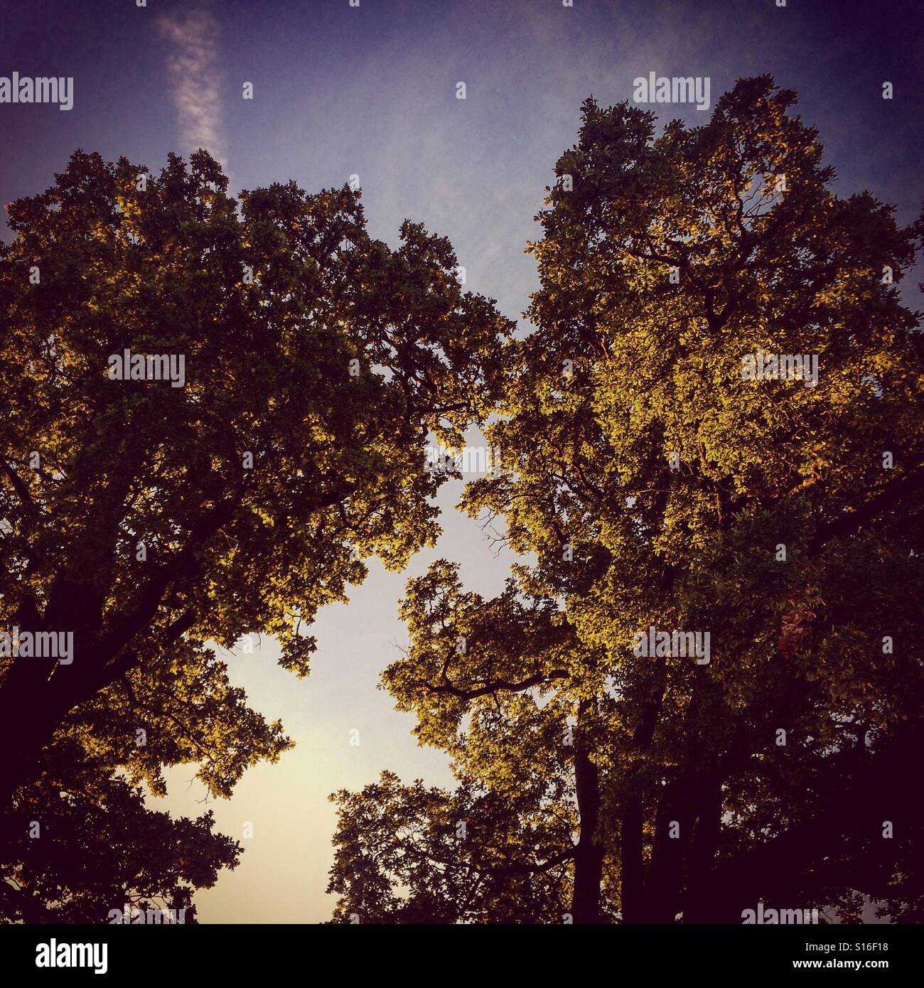 Oak trees sunrise hi-res stock photography and images - Alamy