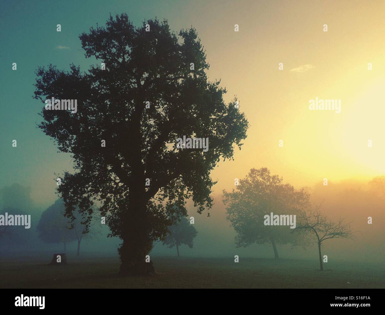 Oak tree at sunrise Stock Photo - Alamy