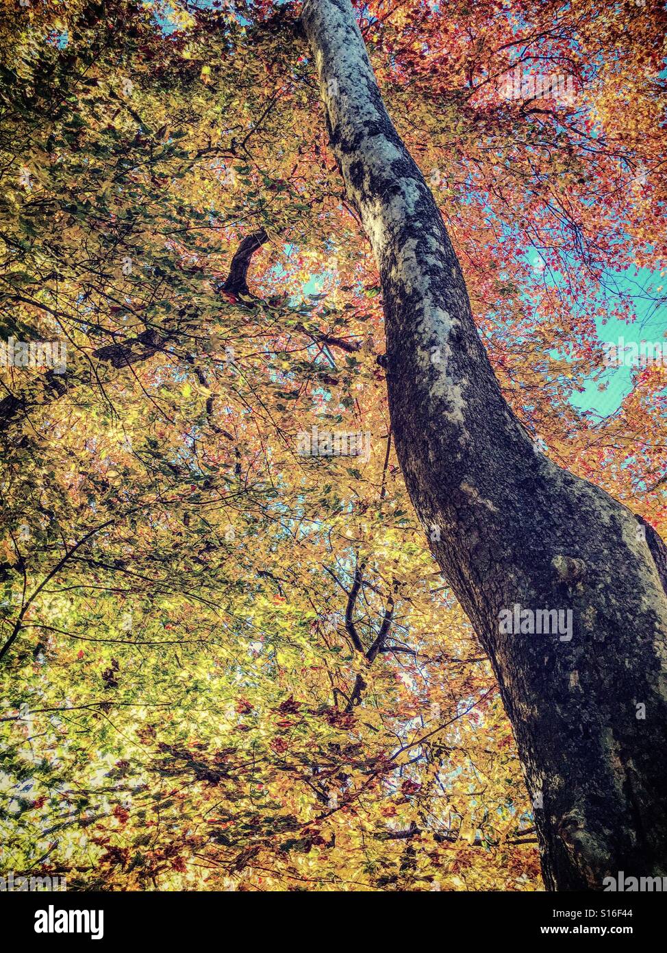 Fall foliage in the north eastern United States Stock Photo - Alamy