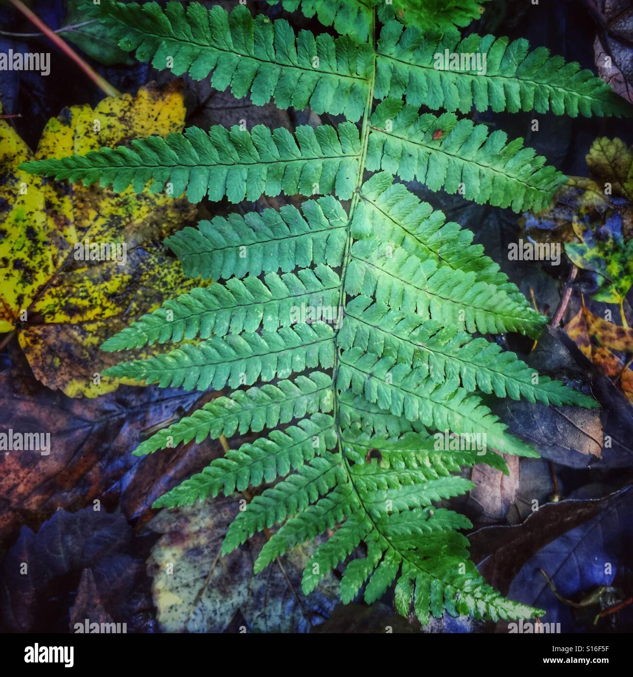 Fern Forest Floor High Resolution Stock Photography and Images - Alamy