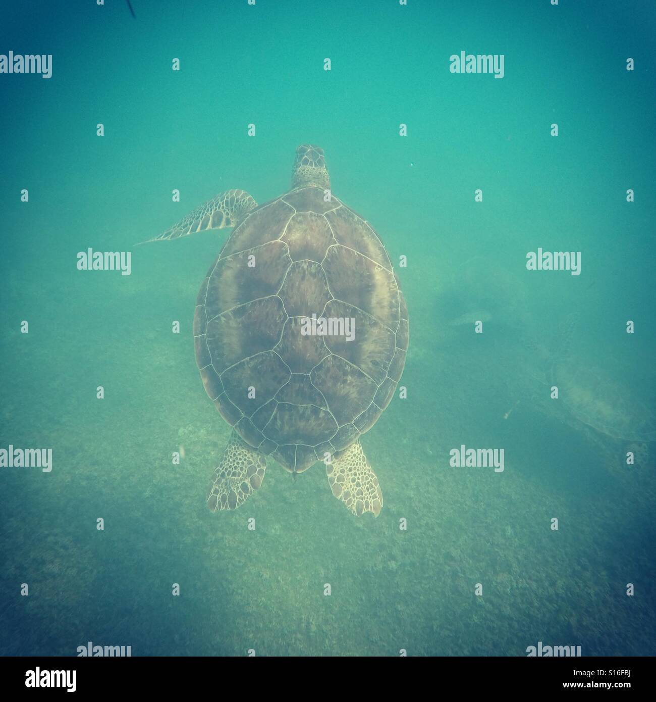 Belize reef turtle hi-res stock photography and images - Alamy