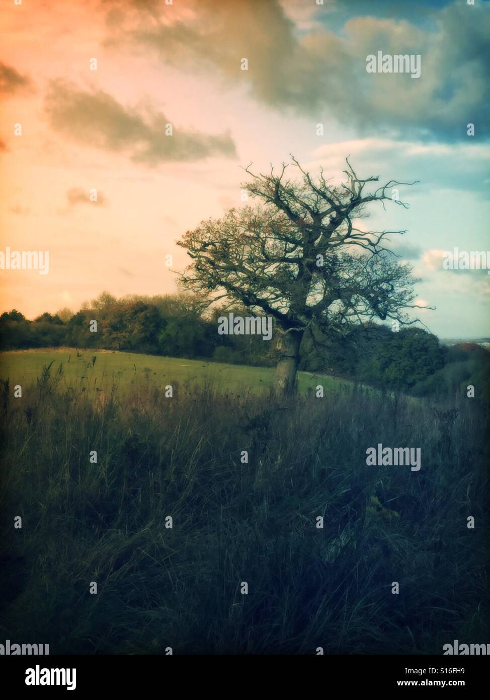 Dead tree in field Stock Photo - Alamy