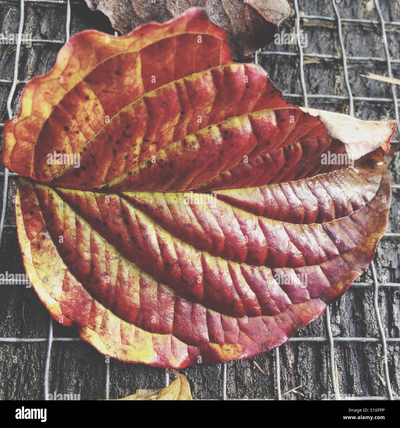 Grid patterns hi-res stock photography and images - Alamy