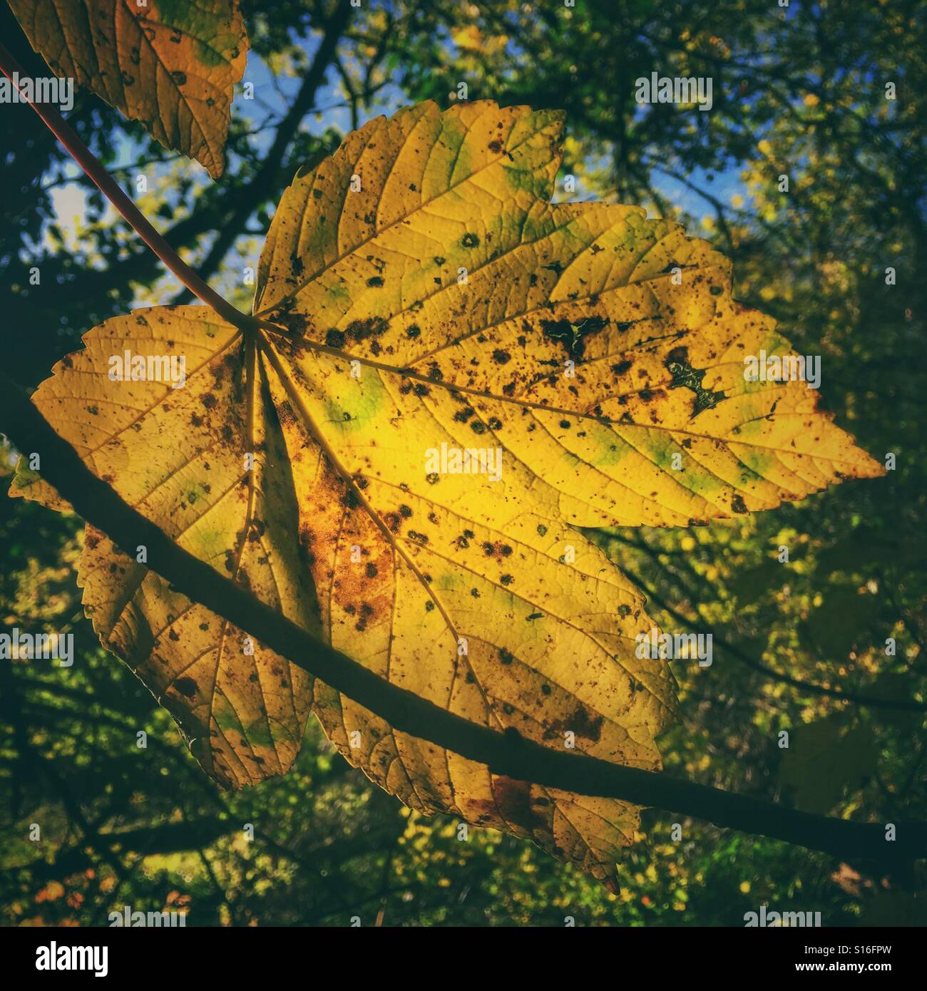 Big, yellow Leaf Stock Photo - Alamy