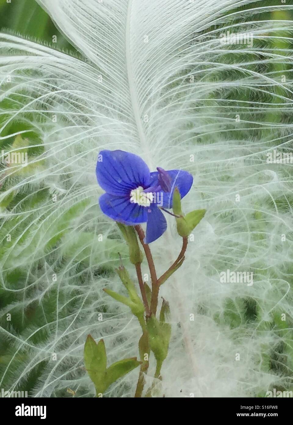 Flower and feather hi-res stock photography and images - Alamy
