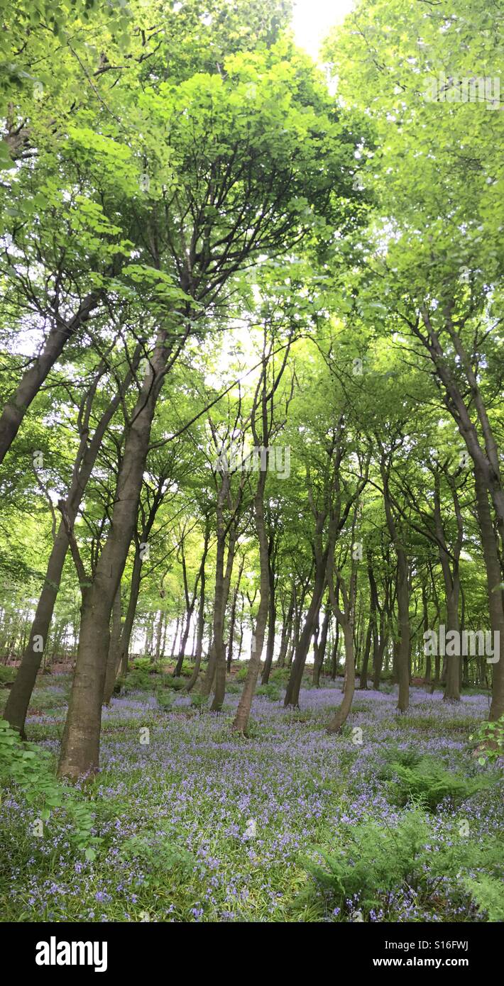 Bluebells in a wood in spring Stock Photo - Alamy