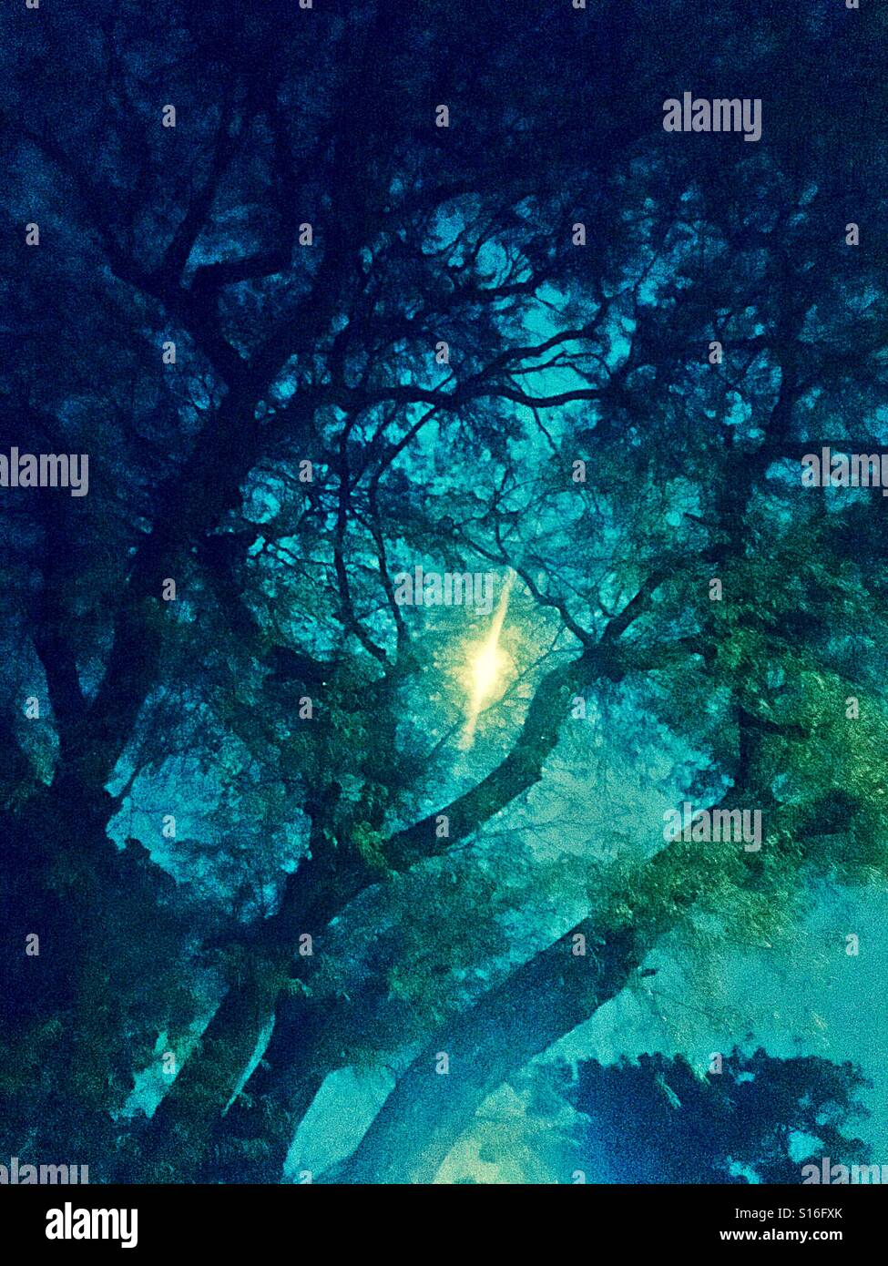 Moon and branches hi-res stock photography and images - Alamy