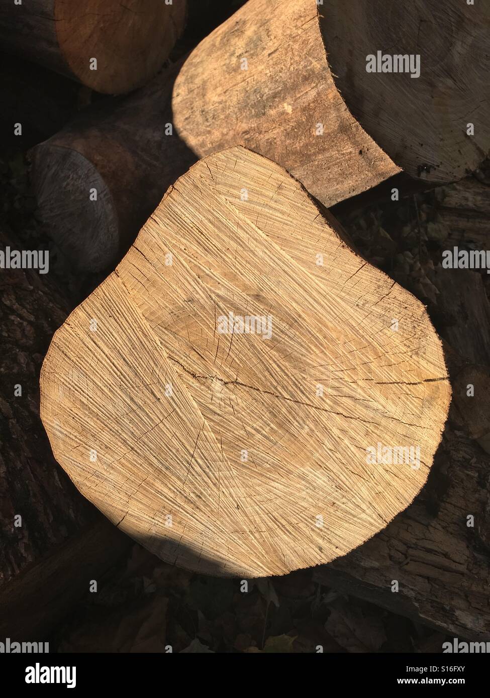 Freshly cut log Stock Photo - Alamy