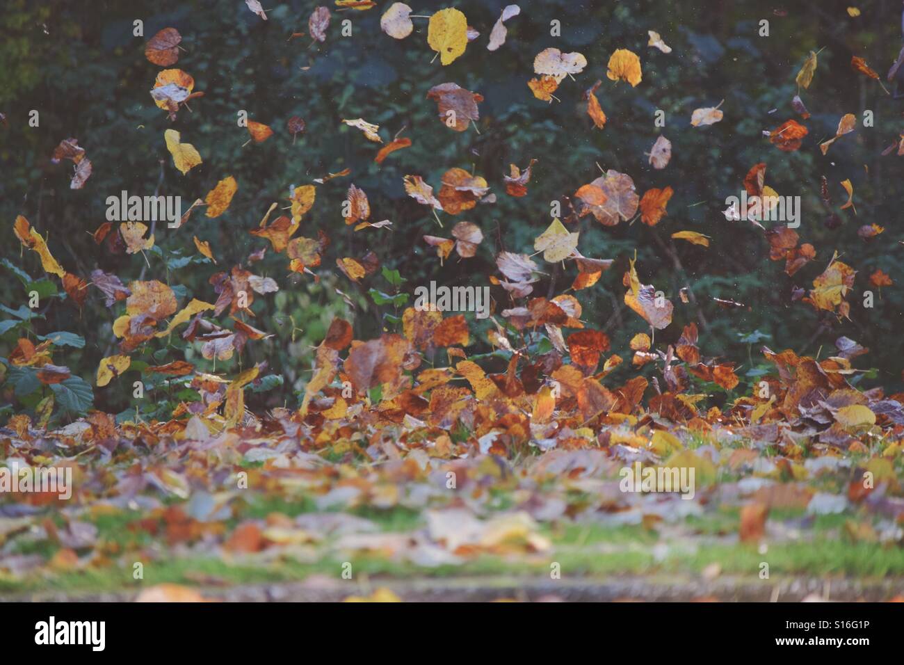 Leaves dance hi-res stock photography and images - Alamy