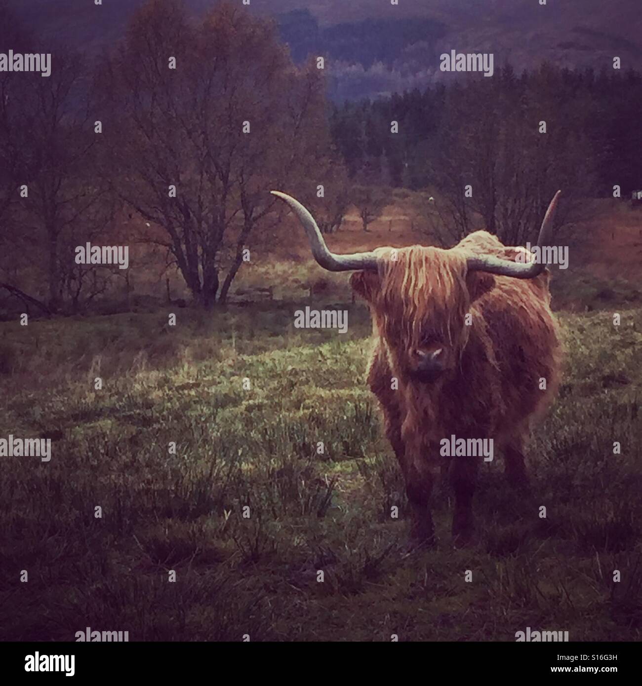 Heilan Cow High Resolution Stock Photography and Images - Alamy