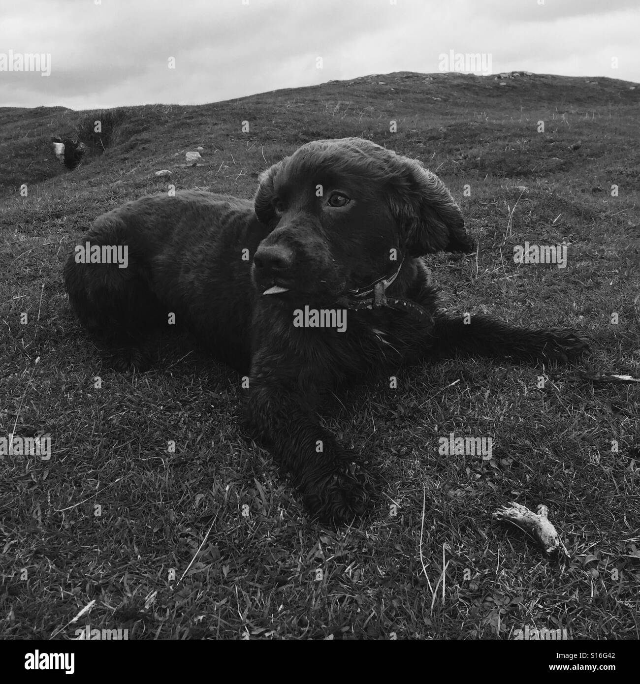 Moor dog hi-res stock photography and images - Alamy