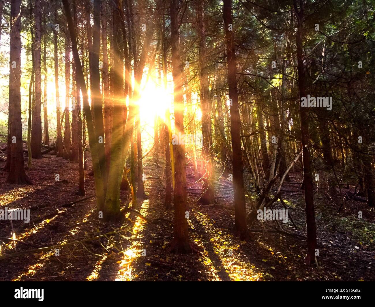 Sunlight through the trees Stock Photo - Alamy
