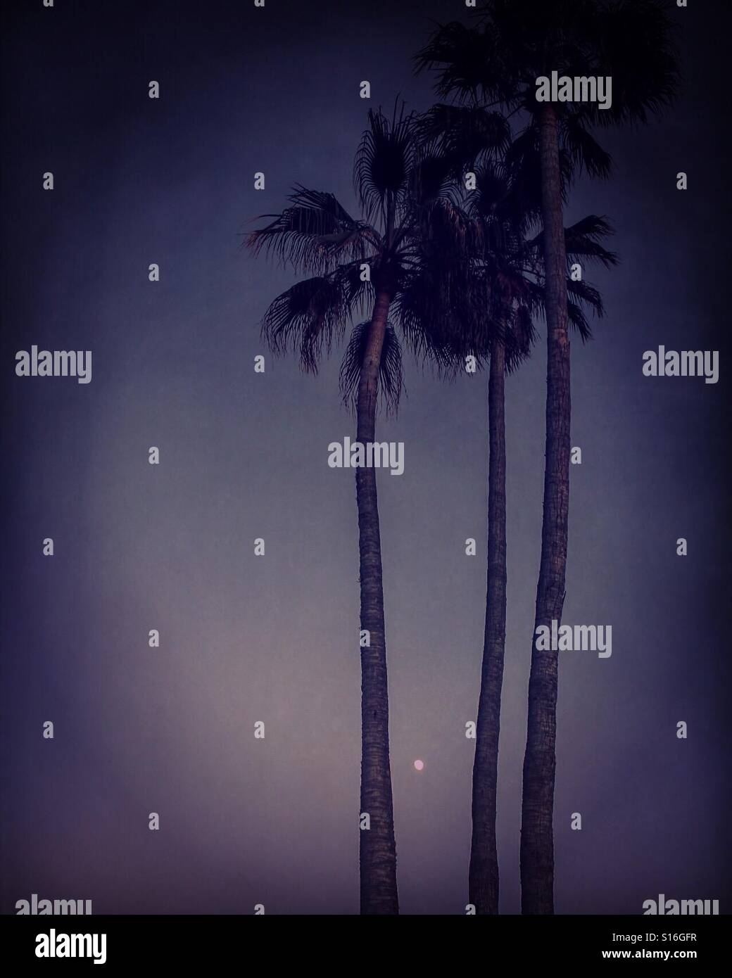 Purple palm trees hi-res stock photography and images - Alamy
