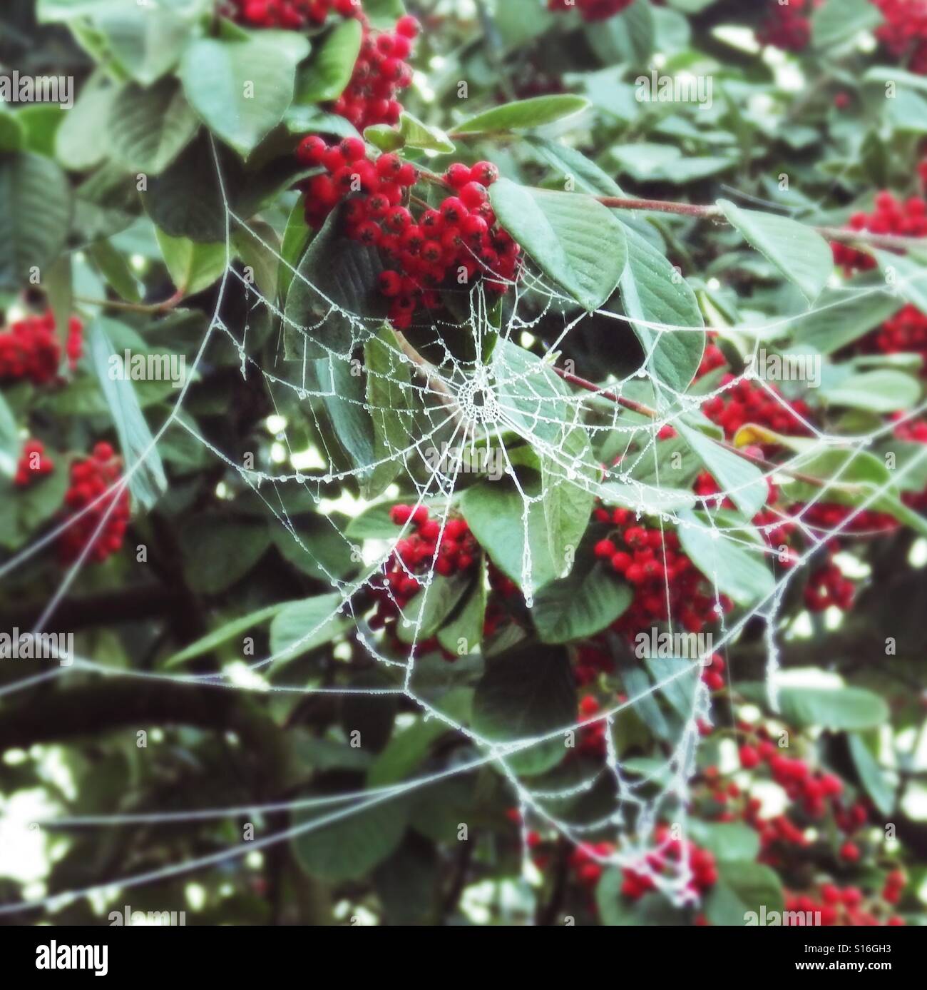 Red spiders hi-res stock photography and images - Alamy