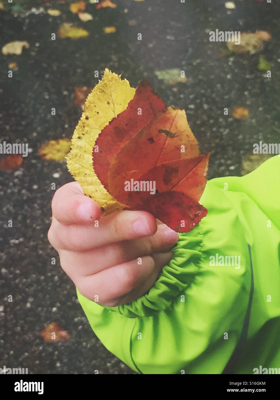 Hand of a child holding autumn leaves Stock Photo - Alamy