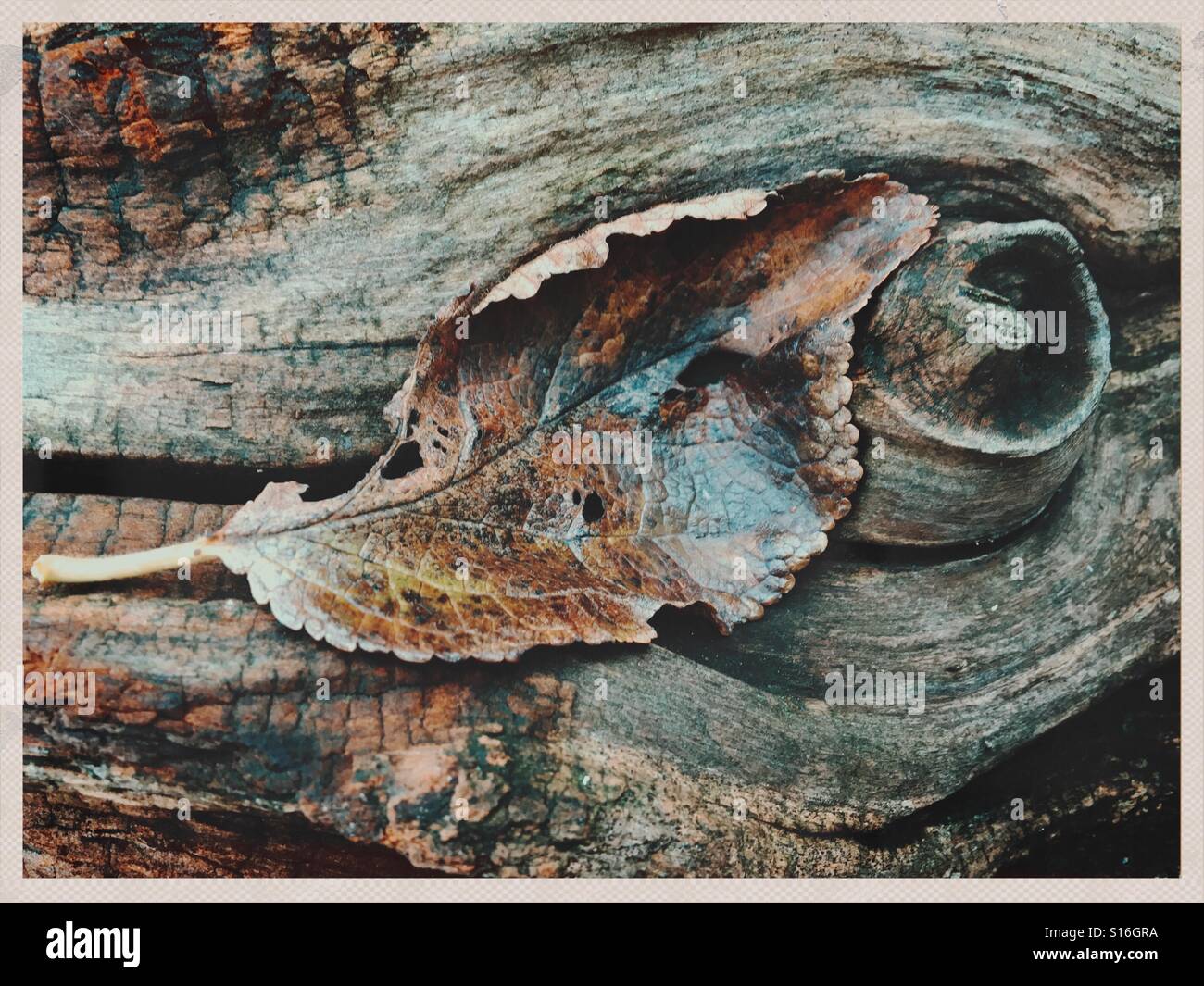Autumn - a wet leaf molded to a highly textured log Stock Photo - Alamy