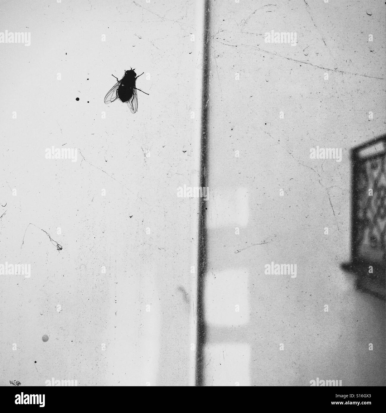 Fly Black and White Stock Photos & Images - Alamy