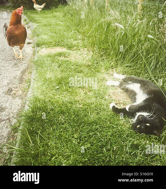 Cat hen hi-res stock photography and images - Alamy