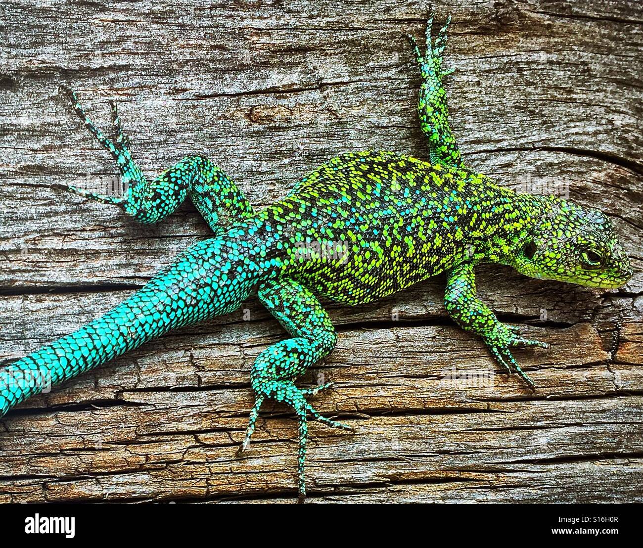 Tenuis hi-res stock photography and images - Alamy