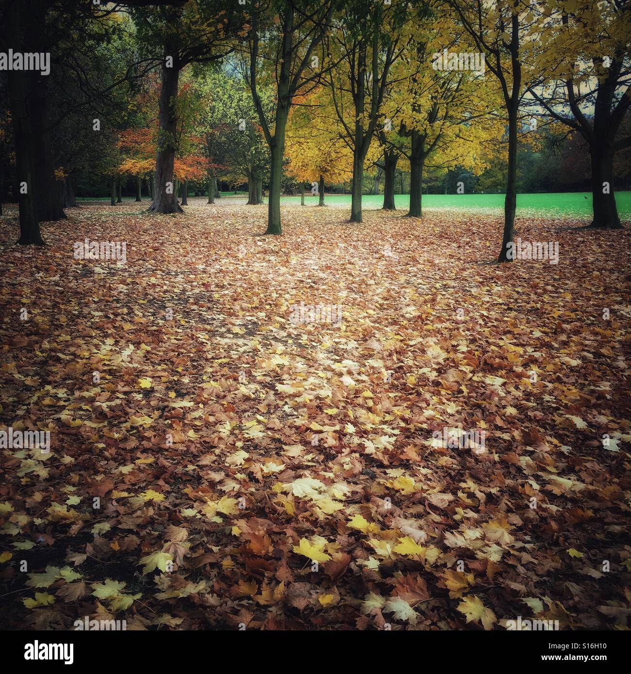 Autumn leaves and colours Stock Photo - Alamy