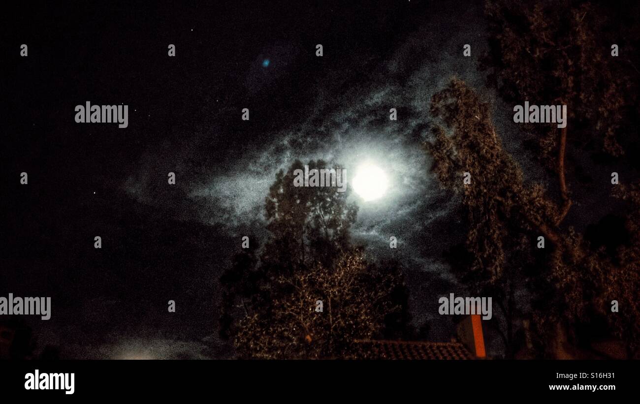 Moonshine over the Eucalyptus trees Stock Photo - Alamy