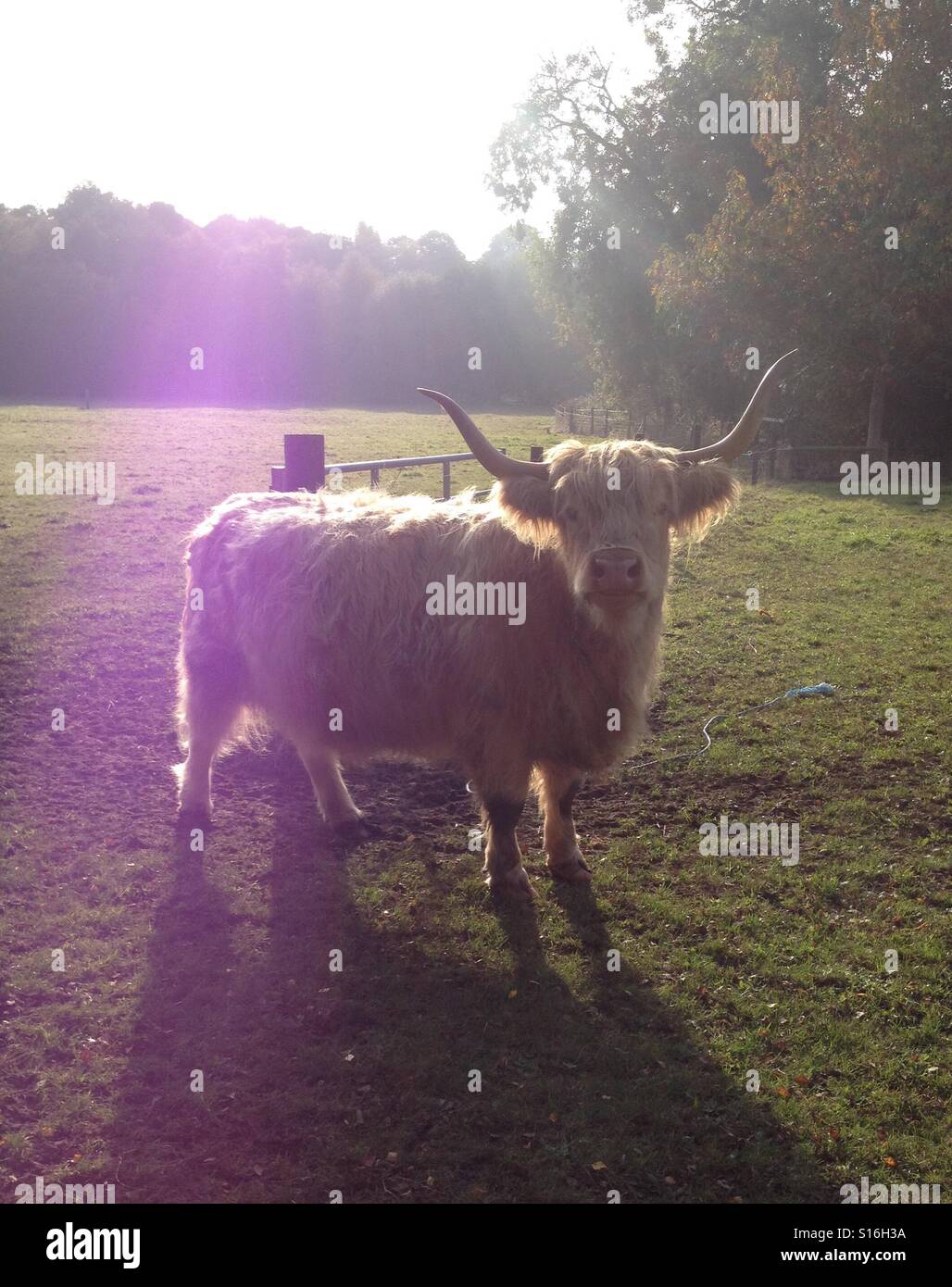 Furry cow hi-res stock photography and images - Alamy