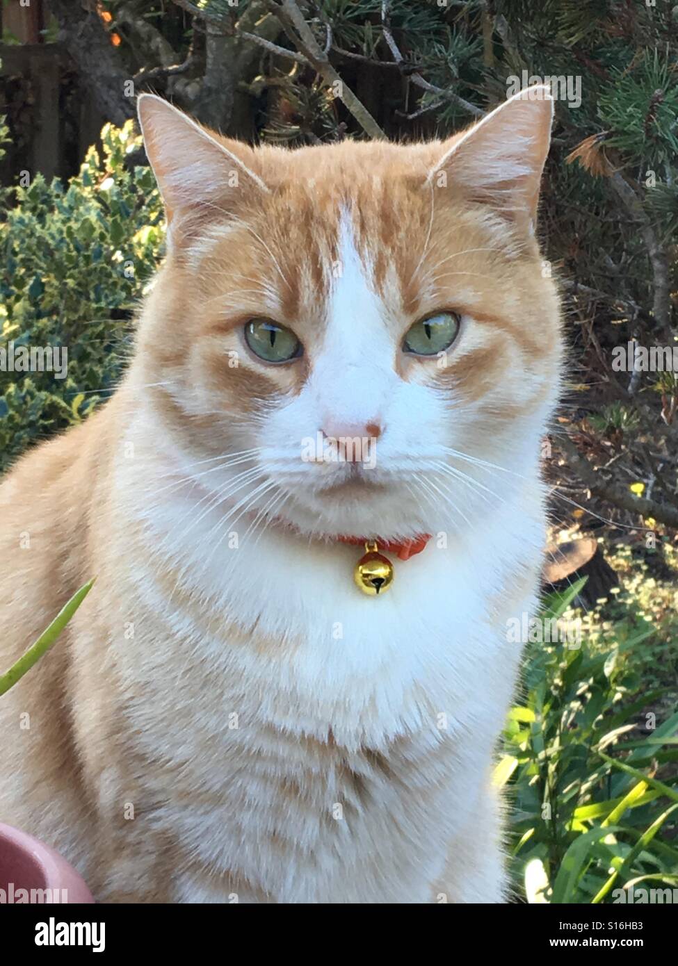 Cute stare cat not tiger not lion hi-res stock photography and images ...