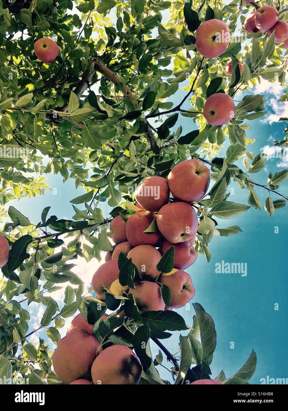 Edit apple hi-res stock photography and images - Alamy