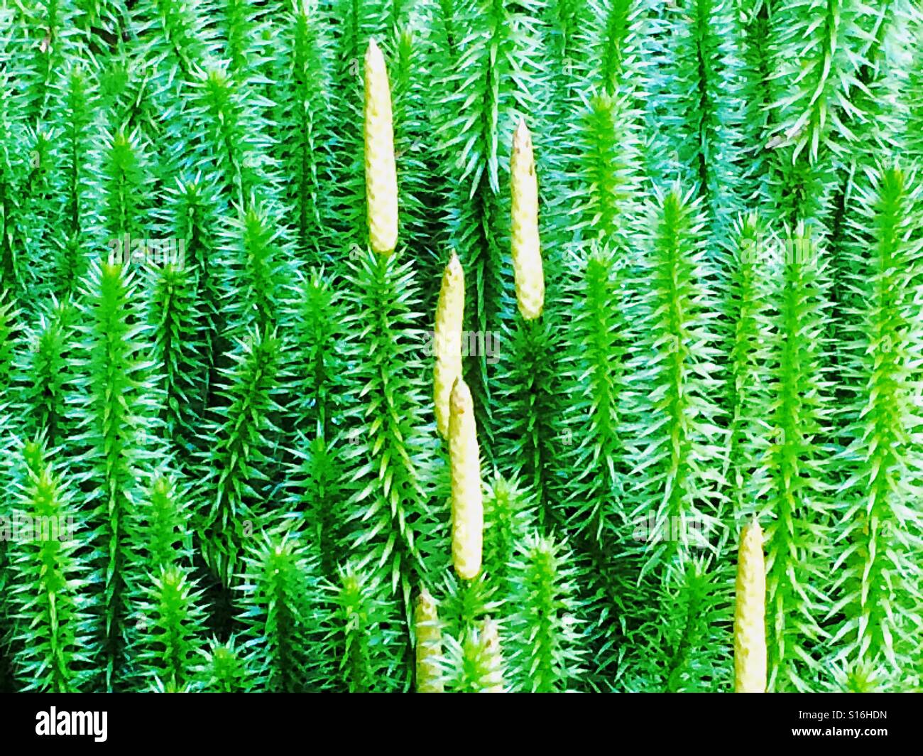 Club moss hi-res stock photography and images - Alamy