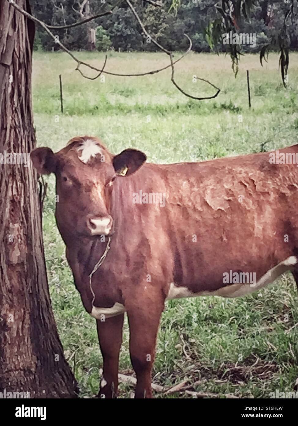 Moo cow hi-res stock photography and images - Alamy