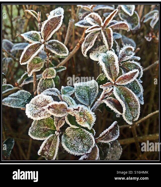 Frost plants hi-res stock photography and images - Alamy
