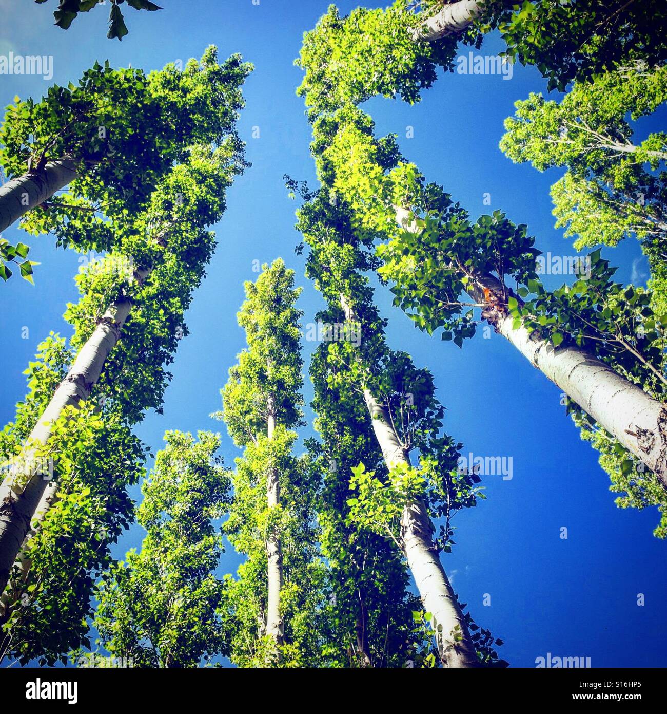 Trees touching the sky Stock Photo - Alamy