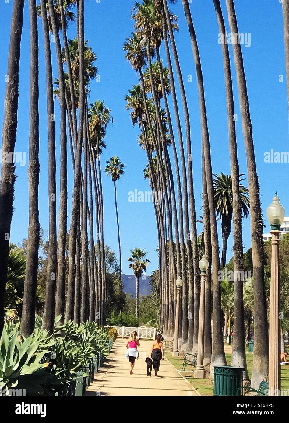 The lines of palm trees hi-res stock photography and images - Alamy